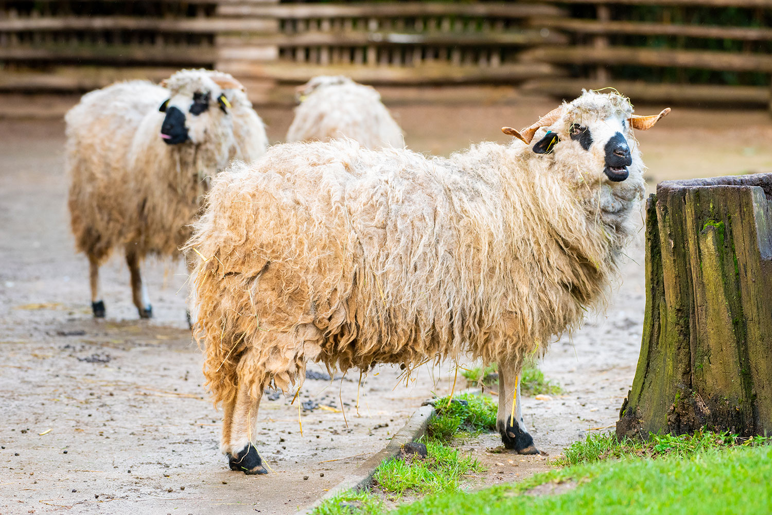 La Mini Ferme immersive