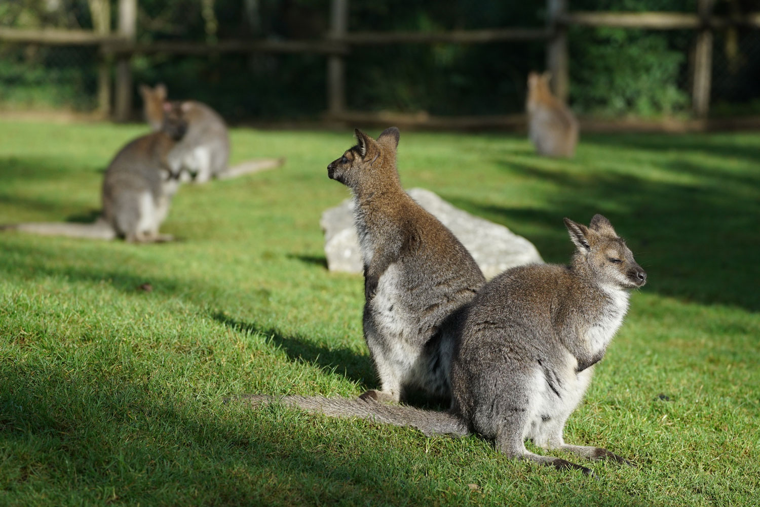 Wallaby de Bennett : à cou rouge | Zoo d'Amnéville