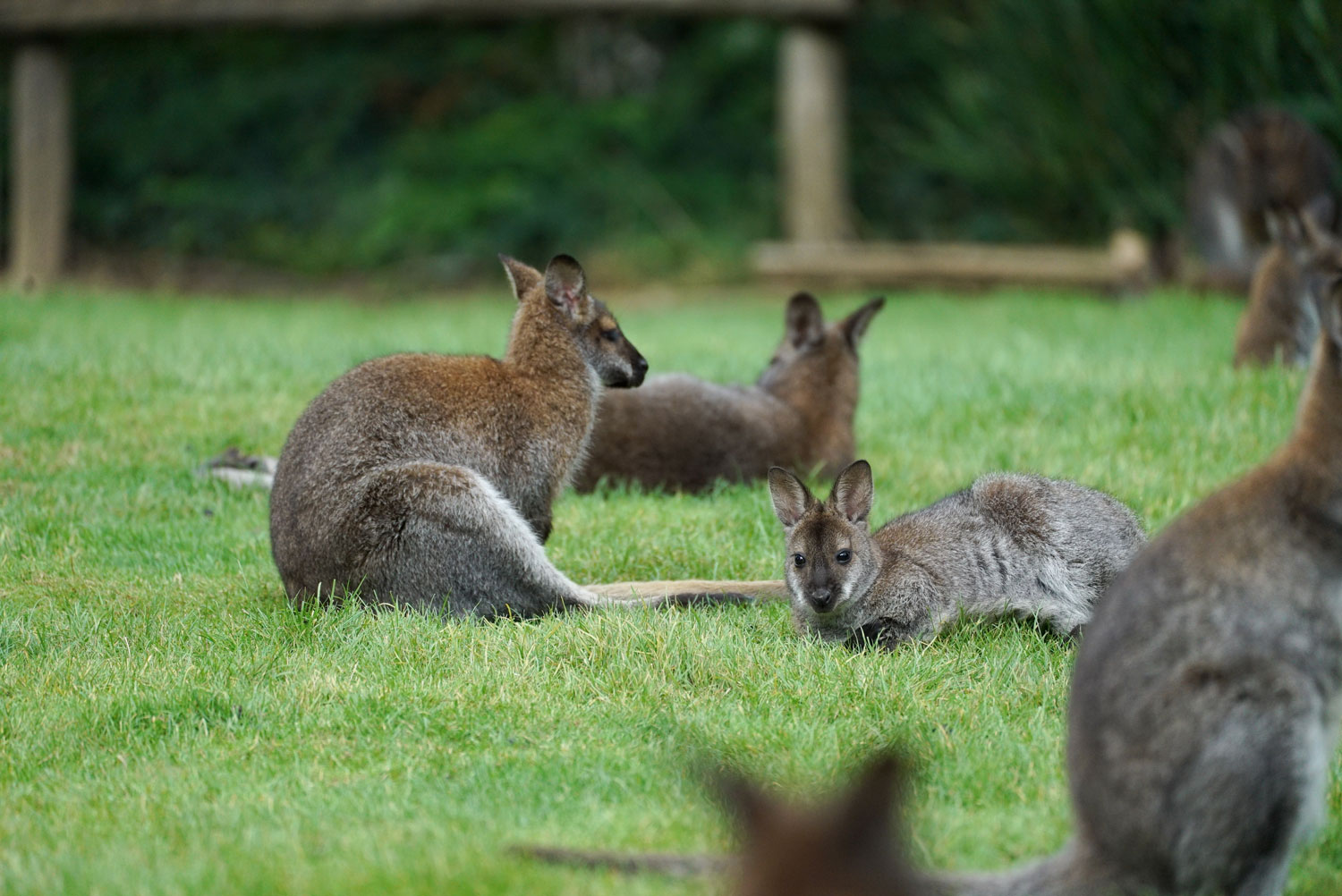Wallaby de Bennett : à cou rouge | Zoo d'Amnéville