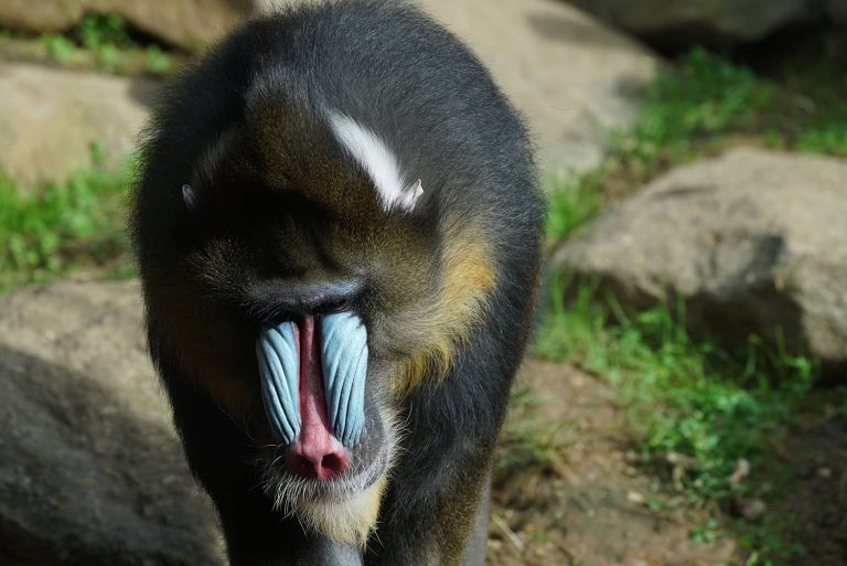 Mandrill | Zoo d'Amnéville