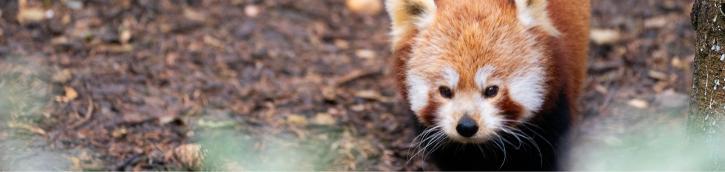 Maya - Zoo Amnéville