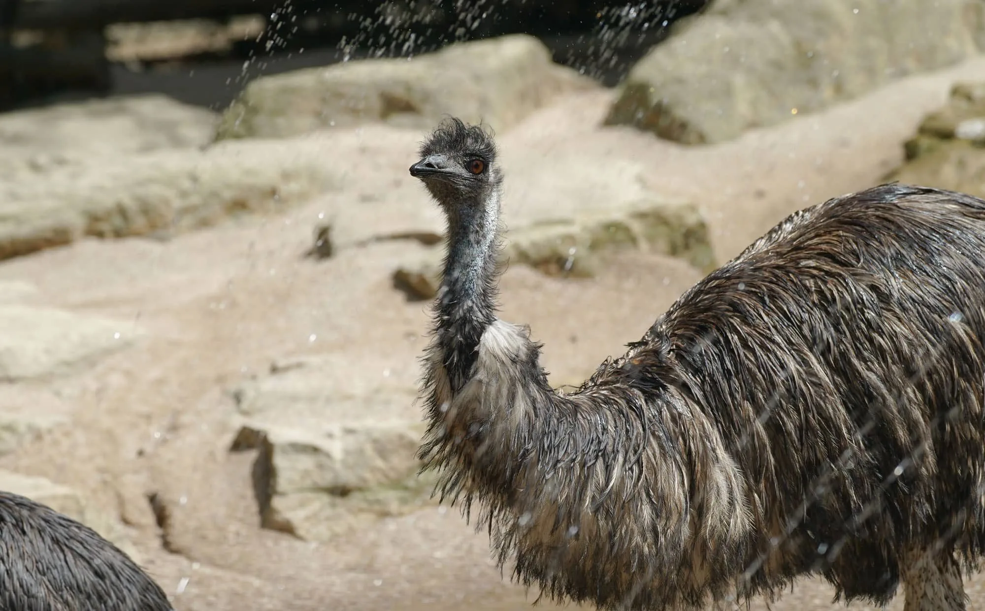 Émeu - Zoo d'Amnéville