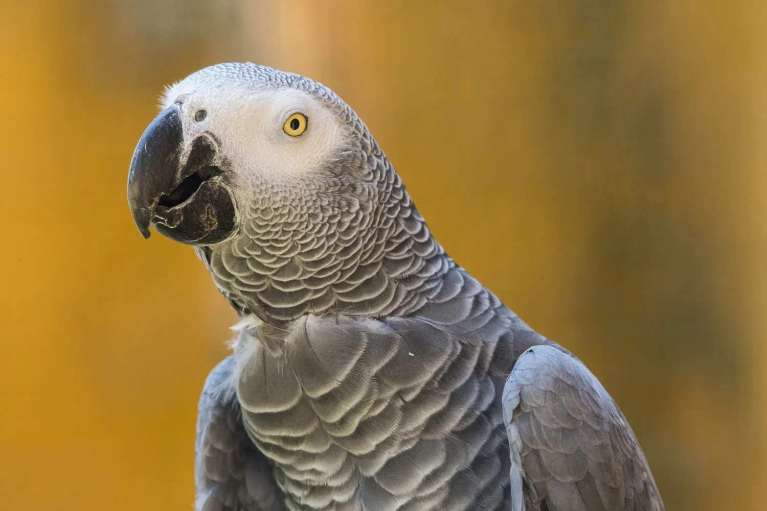 Gris du Gabon - Zoo d'Amnéville